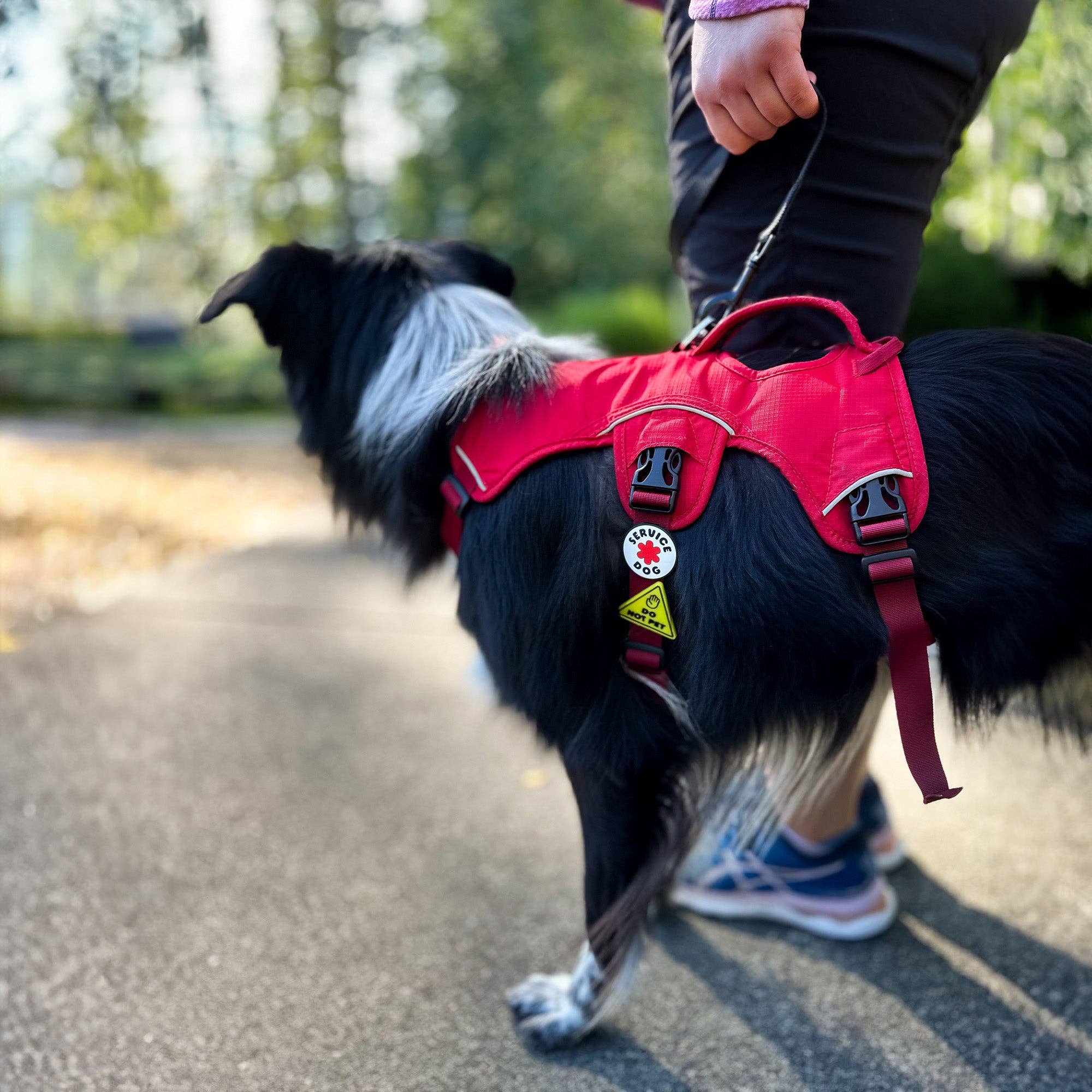 Jiby Dog Crew - Service Dog Badge – The Modern Dog Company Store