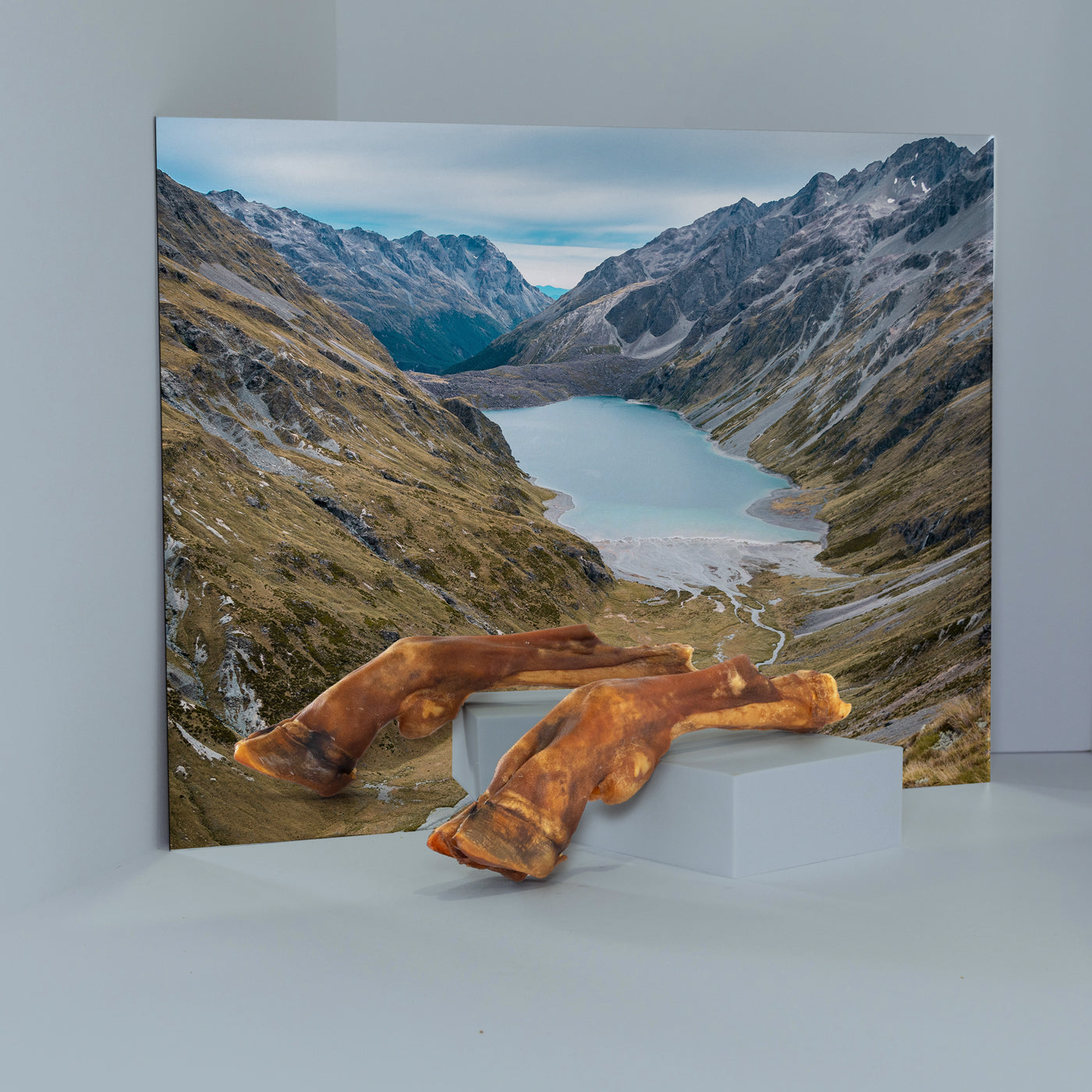 ROAM® BILLY BONE™ – The Modern Dog Company Store