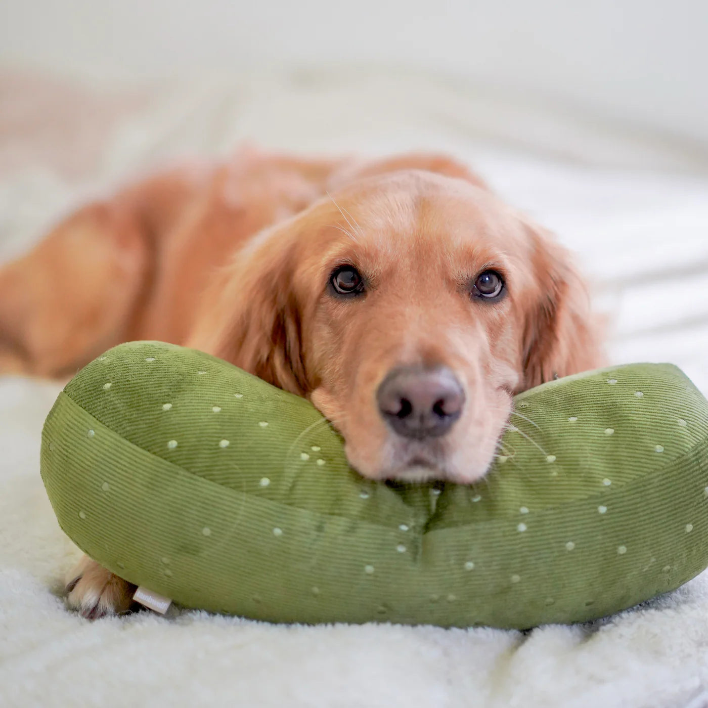 Lambwolf Collective - GIANT PICKLE//ENRICHMENT DOG TOY – The Modern Dog ...