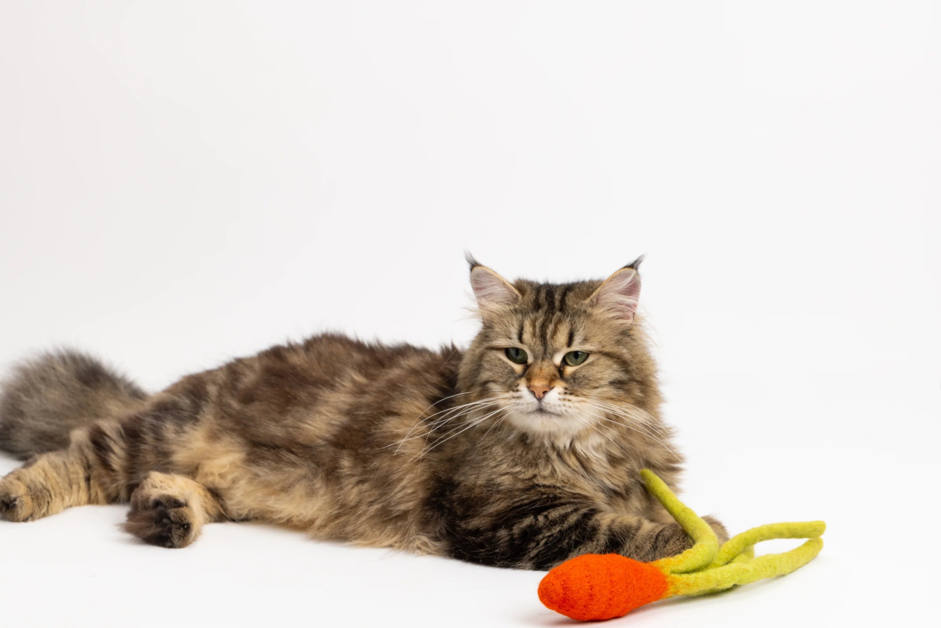 Mimi's Daughters Crunchy Carrot - Felt Cat Toy – The Modern Dog Company ...
