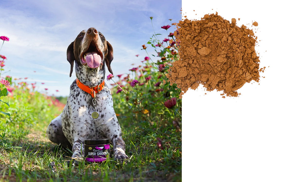 Super Snouts Super Shrooms | The Modern Dog Company Store