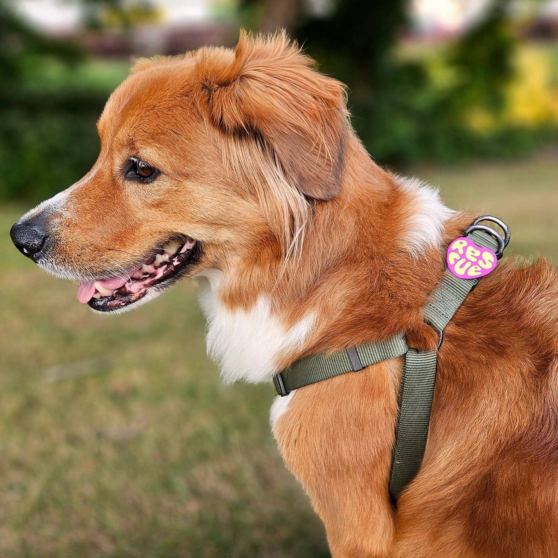 Jiby Dog Crew - Rescue Dog Badge: Orange – The Modern Dog Company Store