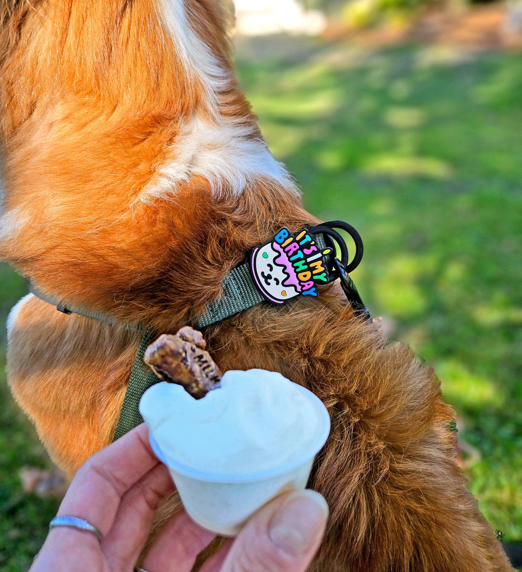Jiby Dog Crew - Birthday Dog Badge – The Modern Dog Company Store