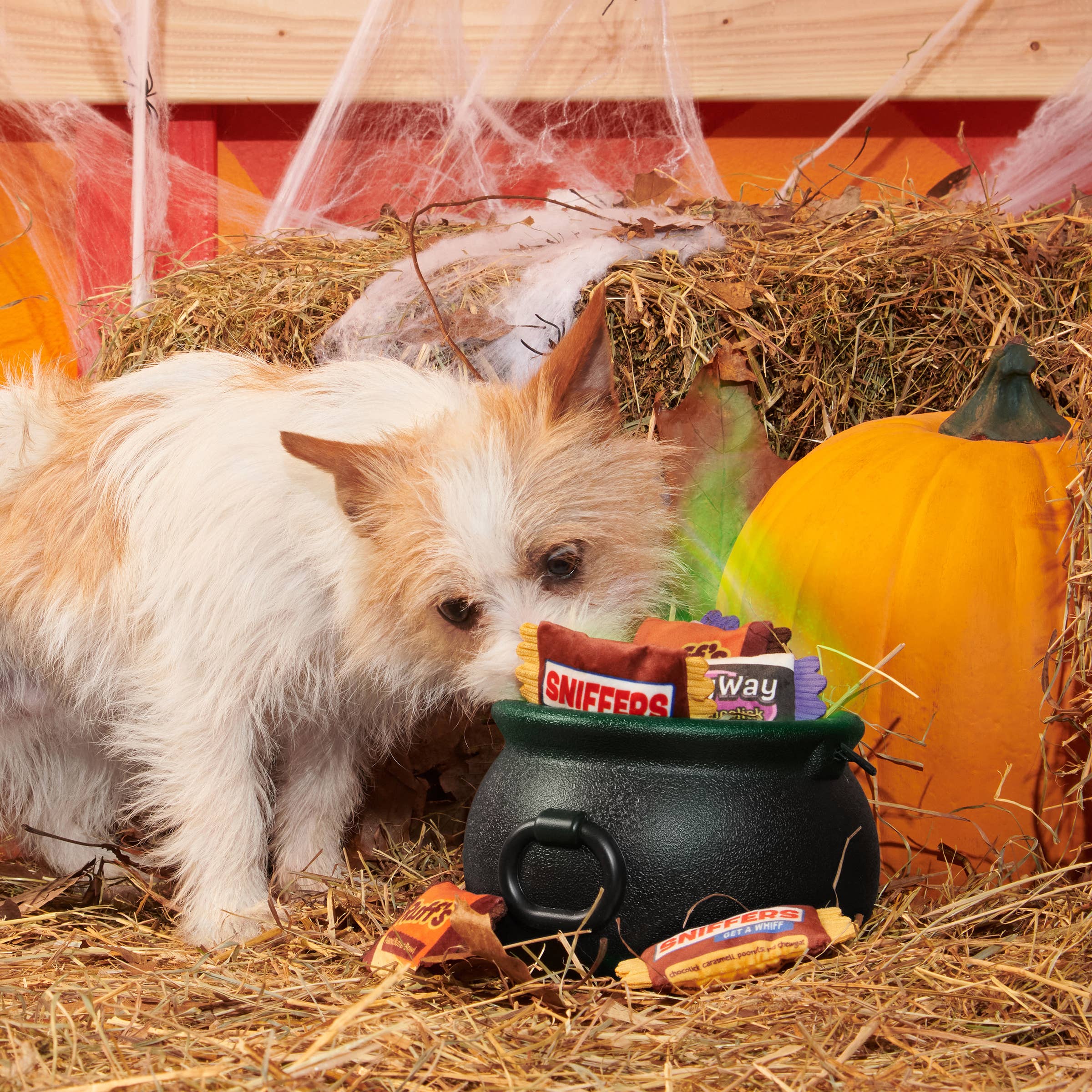 BARK Howl-O-Ween Candy Plush Dog Toy – The Modern Dog Company Store