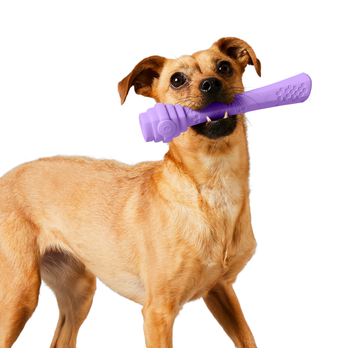 Project Hive Floating Fetch Stick - Lavender Scented | The Modern Dog ...